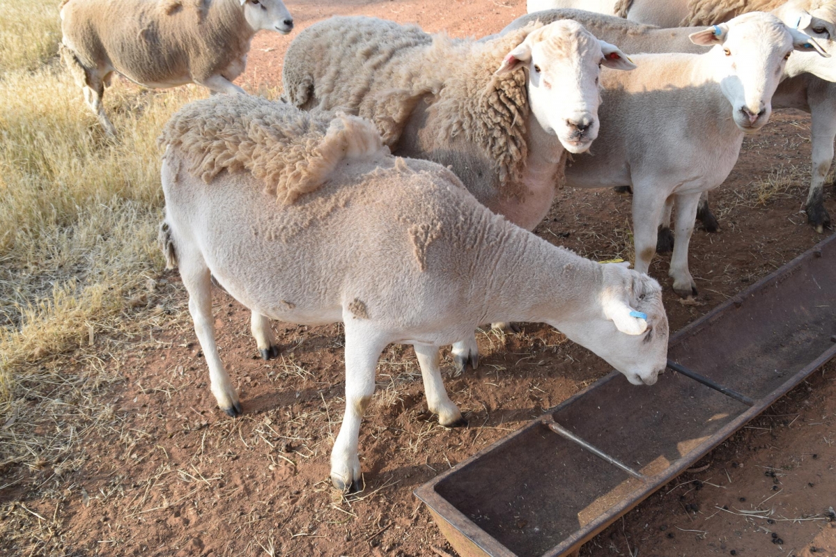 2016 Wiltipolls - Spring Creek Wiltipoll Stud